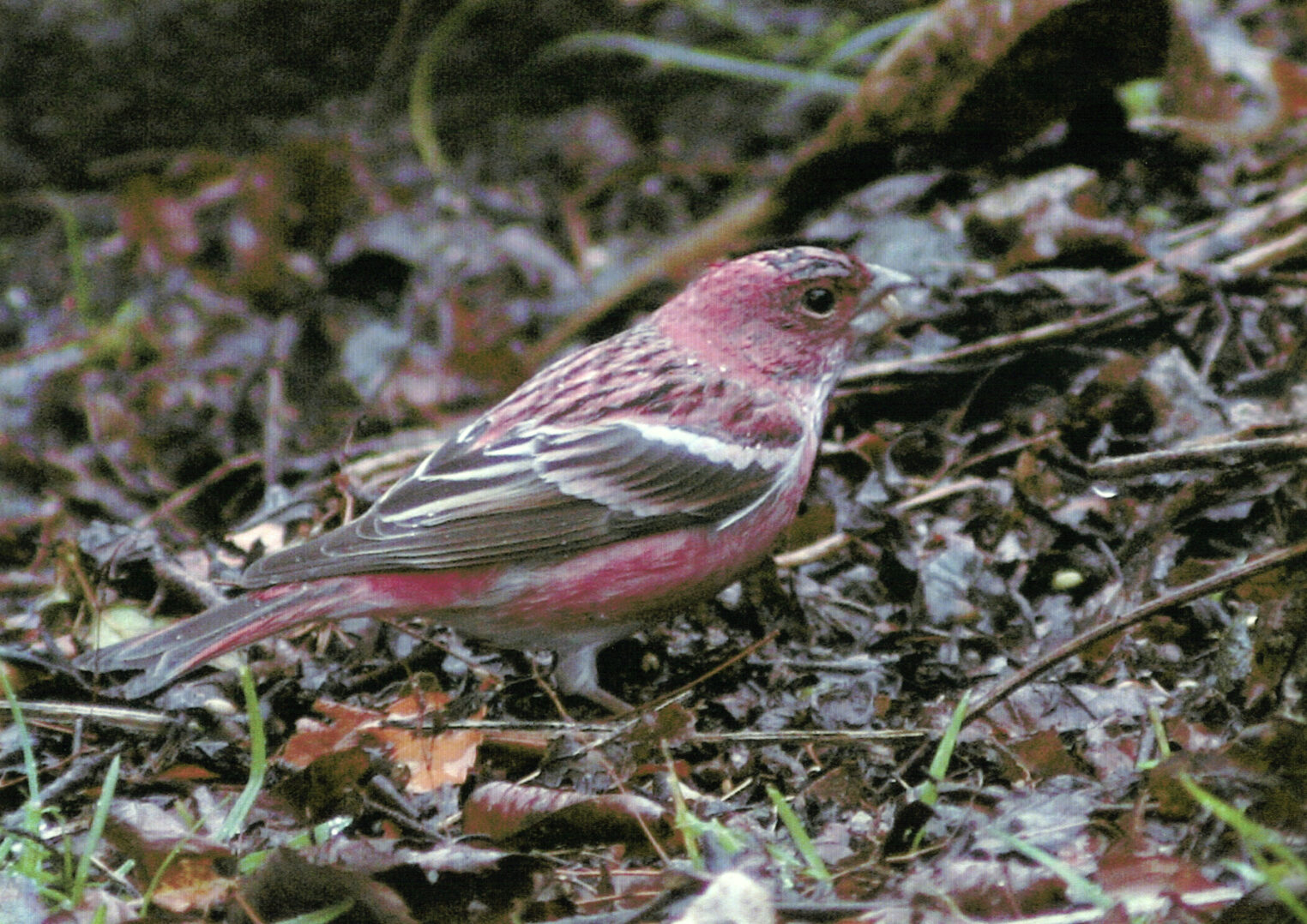 オオマシコ Pallas’s Rosefinch / Carpodacus roseus