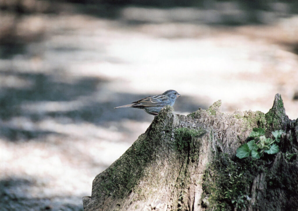クロジ Grey Bunting / Emberiza variabilis
