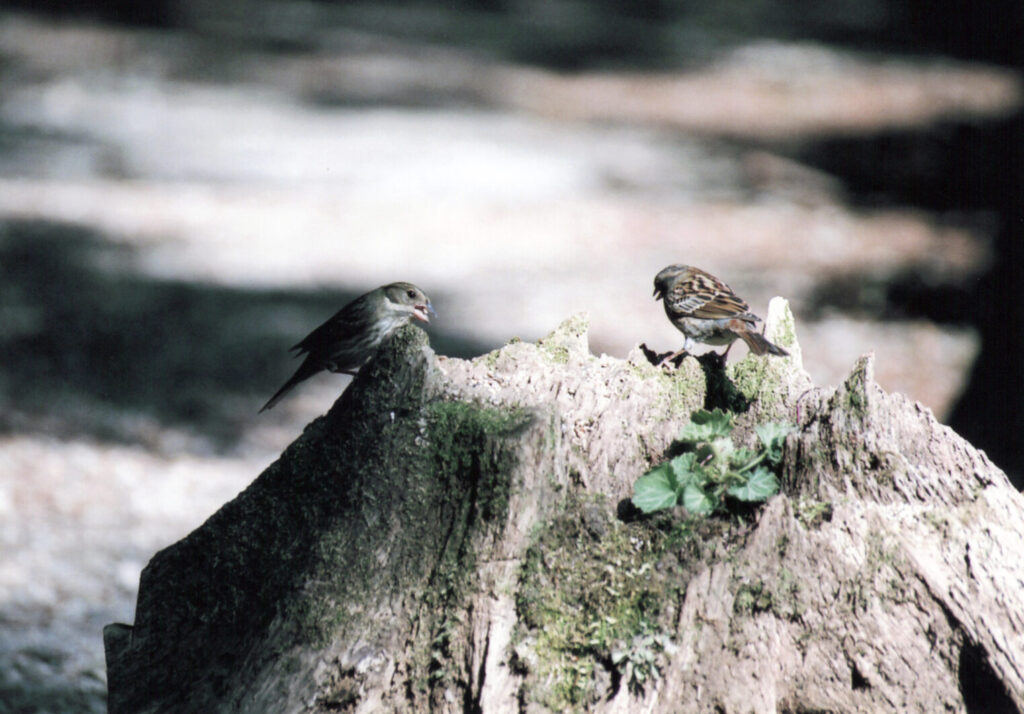 クロジ Grey Bunting / Emberiza variabilis