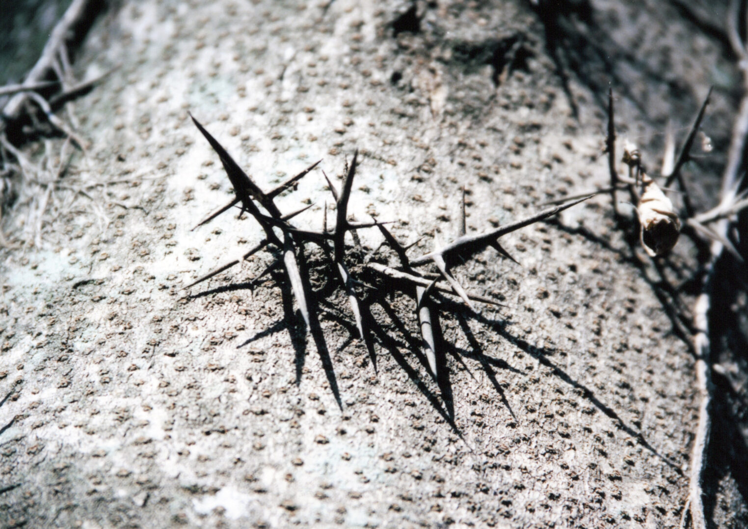 サイカチ Japanese honey locust / Gleditsia japonica