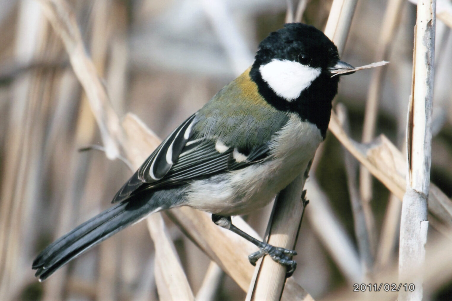シジュウカラ Japanese Tit / Parus minor
