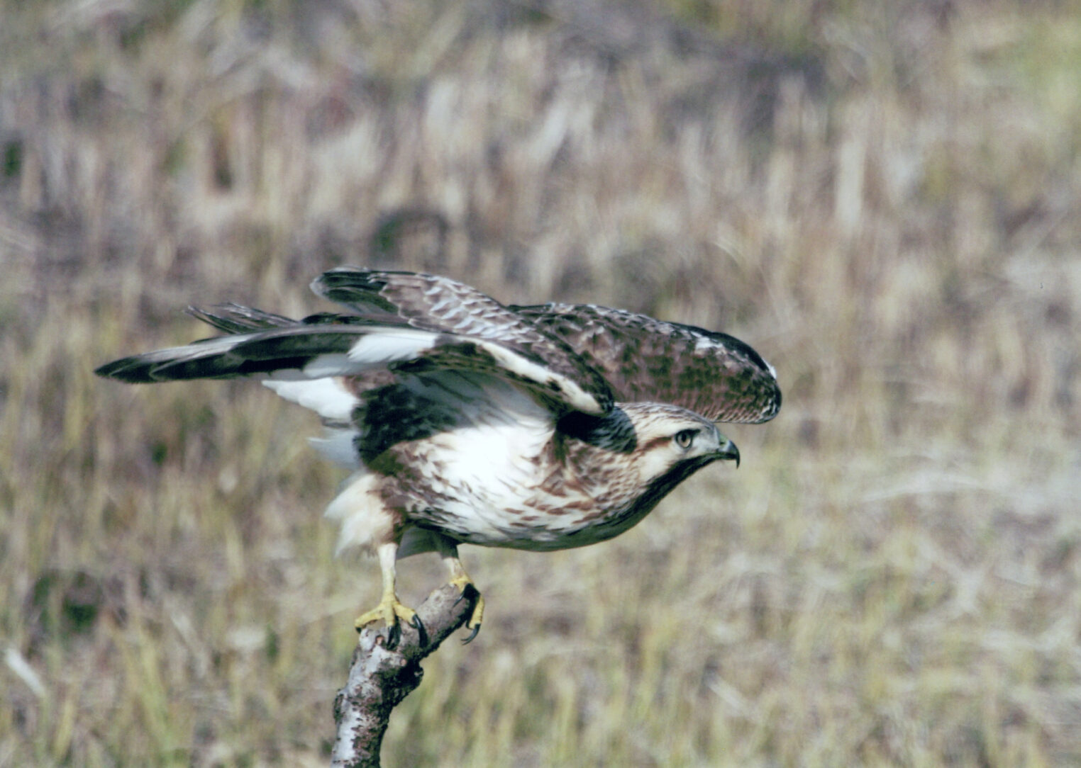 チュウヒ Eastern Marsh Harrier / Circus spilonotus