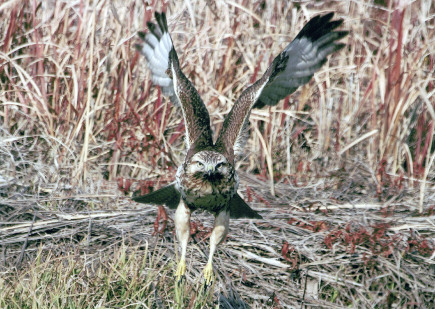 チュウヒ Eastern Marsh Harrier / Circus spilonotus