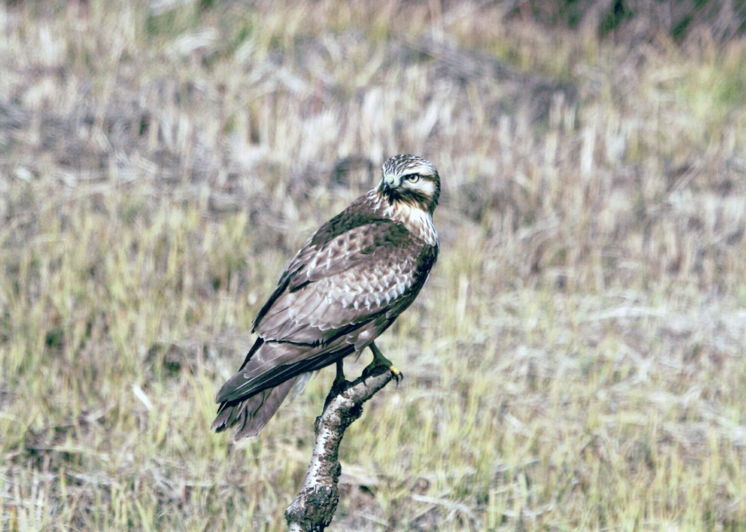 チュウヒ Eastern Marsh Harrier / Circus spilonotus