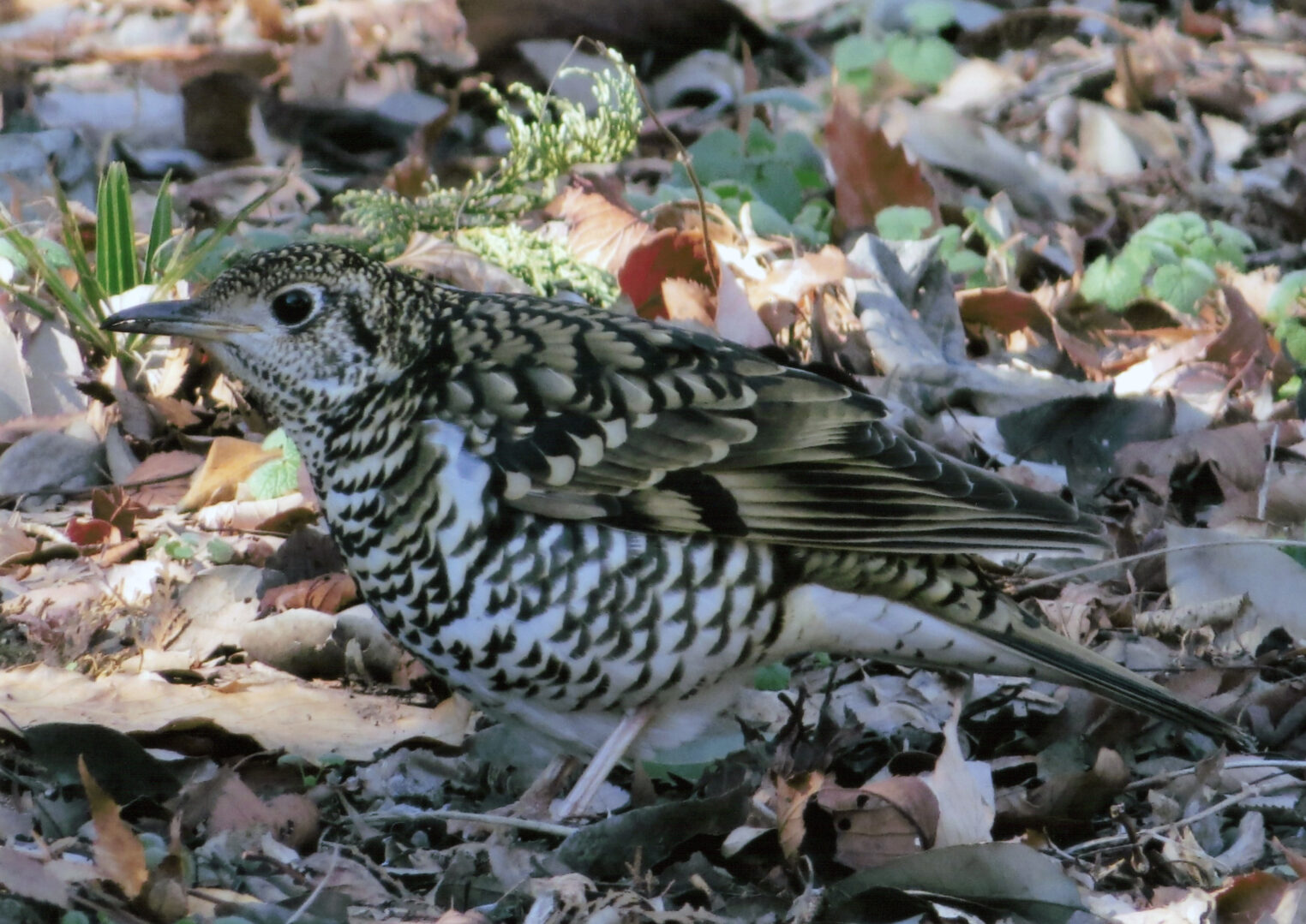 トラツグミ Scaly Thrush / Zoothera dauma