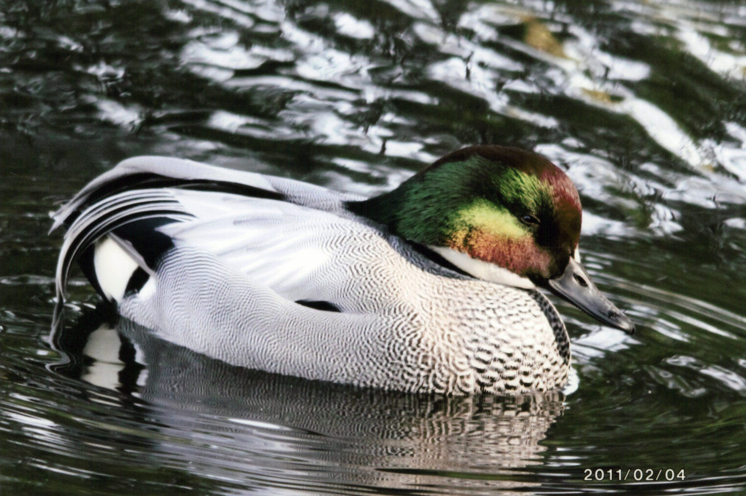 ヨシガモ Falcated Duck / Anas falcata