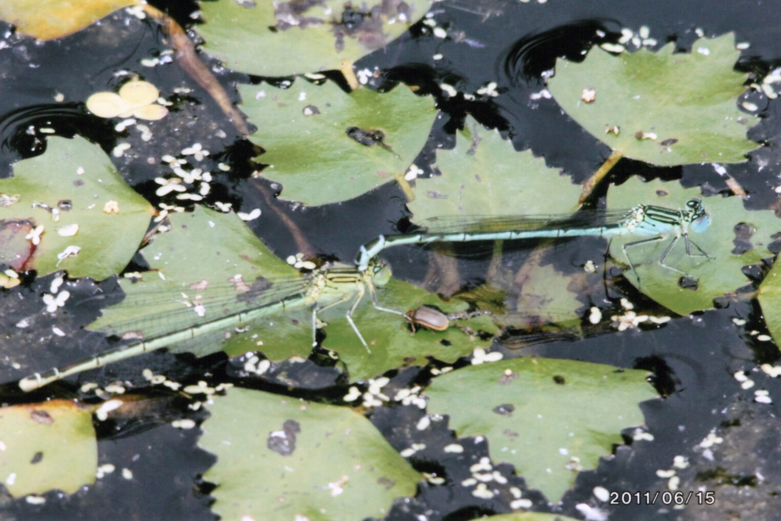 昆虫（トンボいろいろ） Insects (various dragonflies)