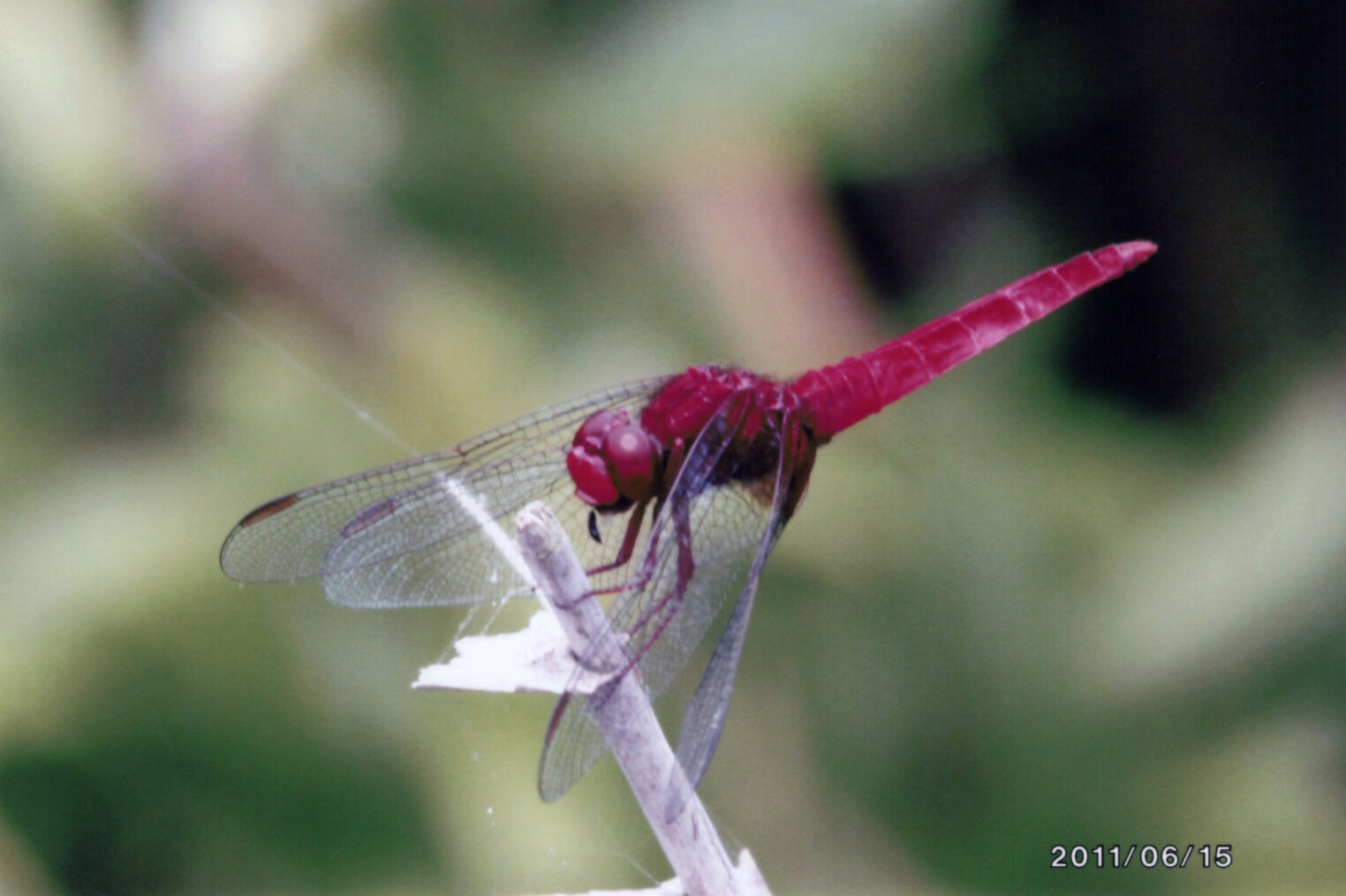昆虫（トンボいろいろ） Insects (various dragonflies)